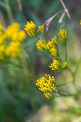 8 Native Plants in Rhode Island - A-Z Animals