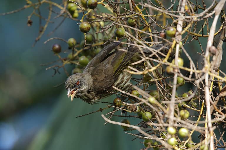 The Palmchat: National Bird of The Dominican Republic - A-Z Animals