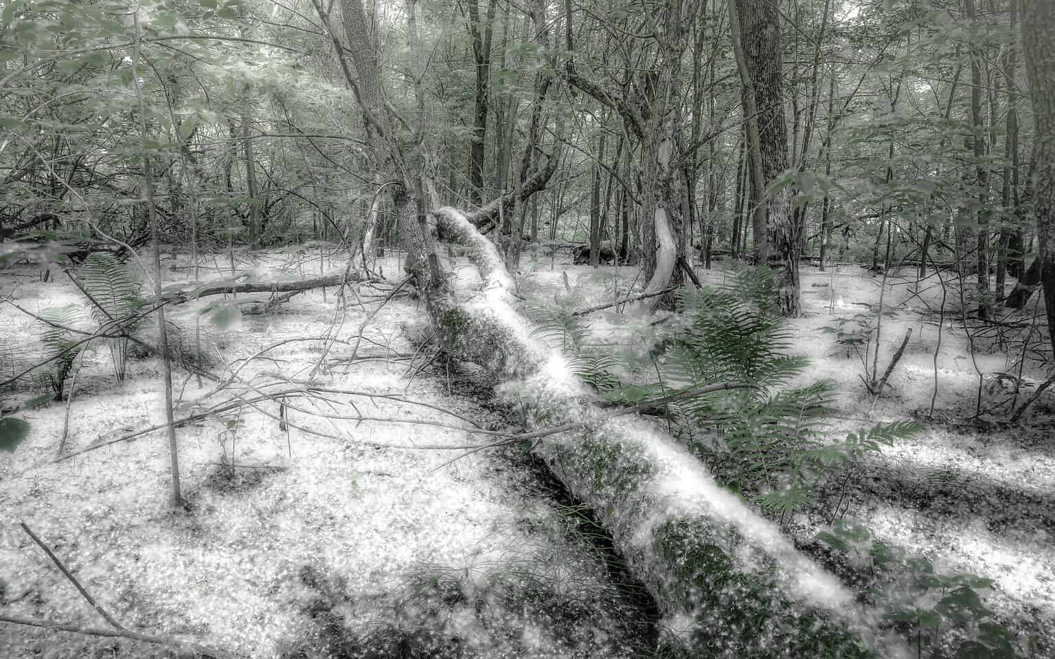 Discover The 5 Most Dangerous Trees In The United States - A-Z Animals