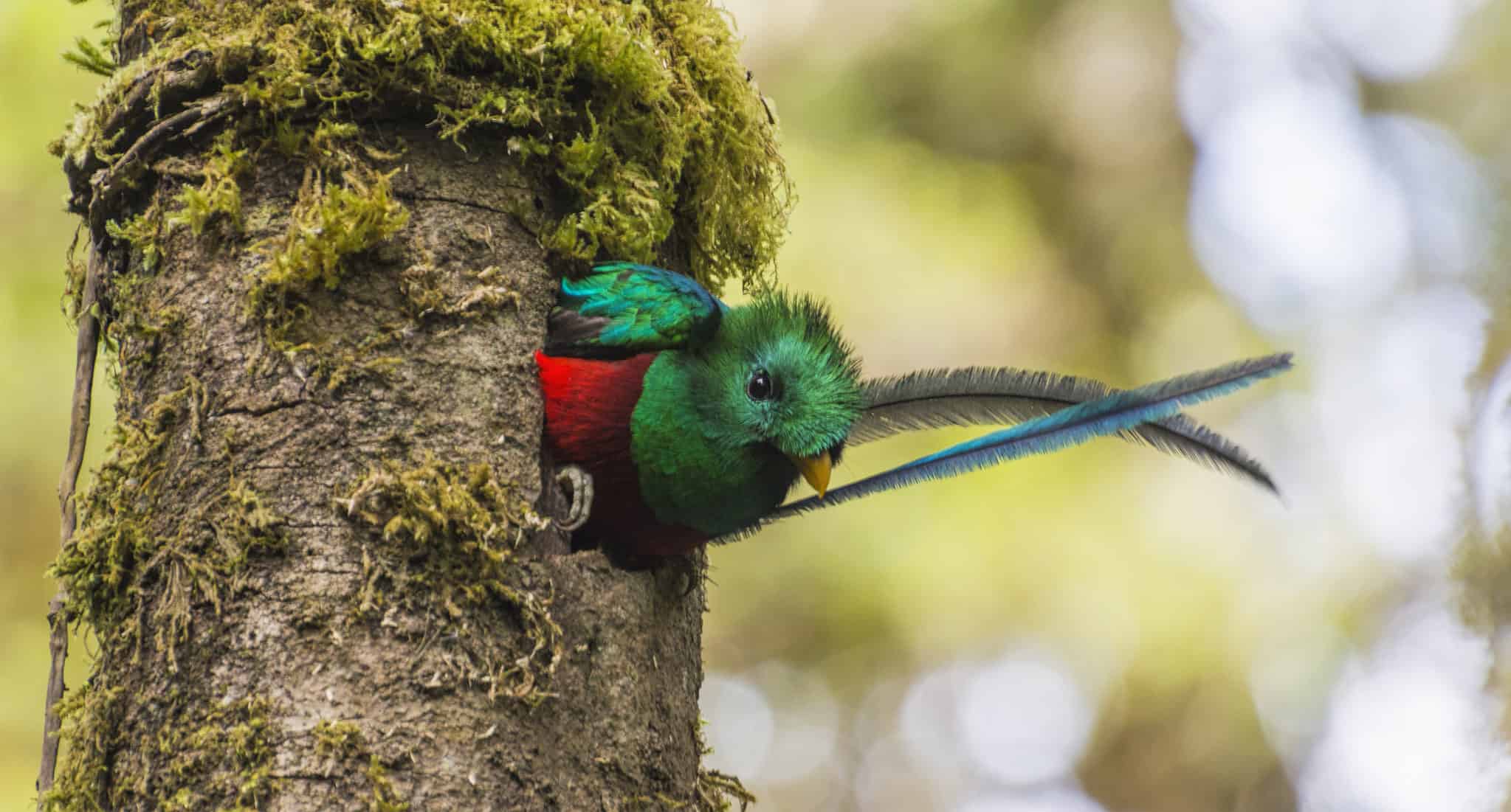 Quetzal Animal Facts - Pharomachrus mocinno - A-Z Animals