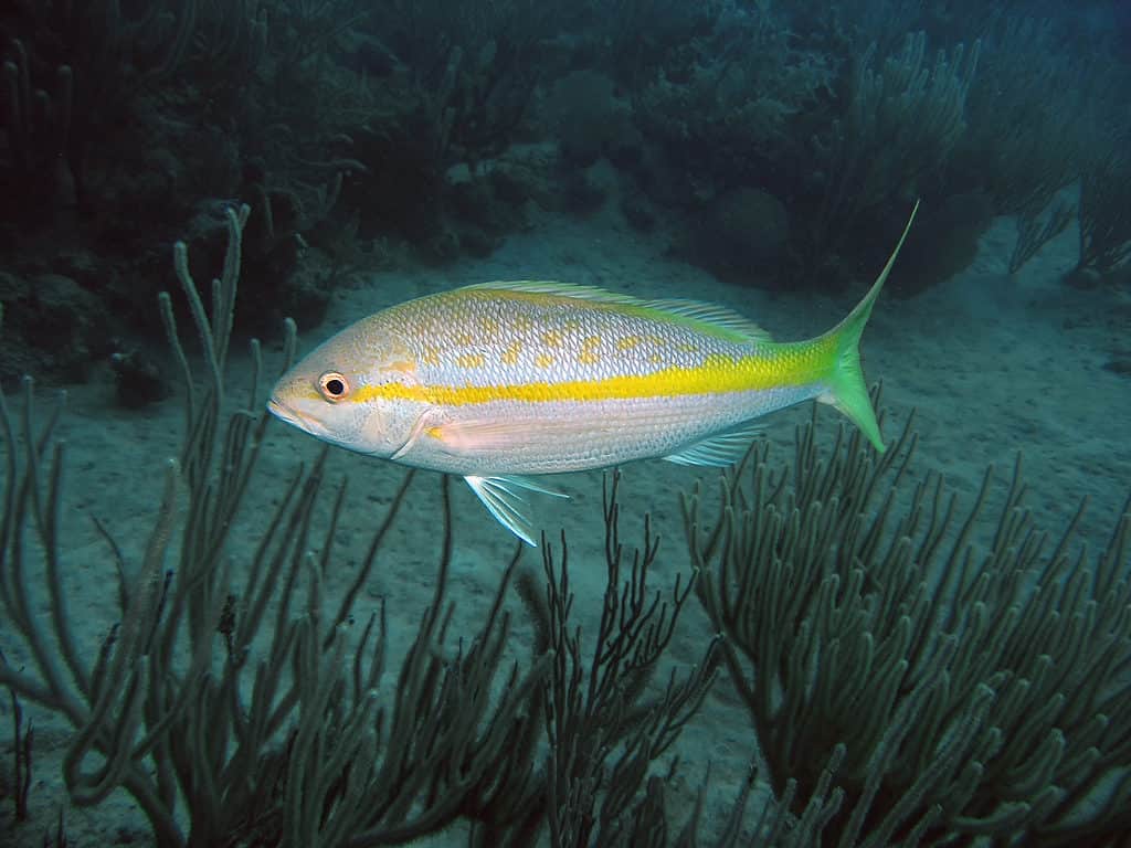 Yellowtail Snapper Animal Pictures | A-Z Animals