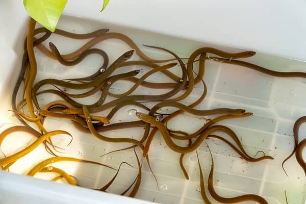 Discover 10 Invasive Fish Found in Florida Waters