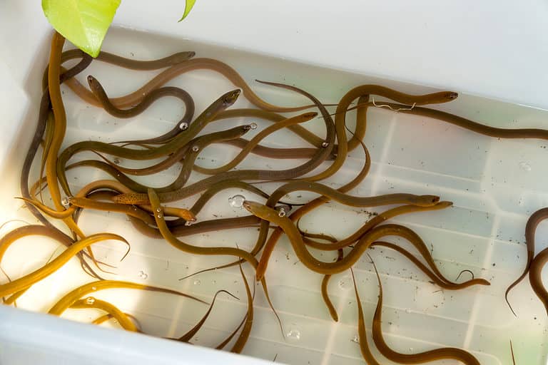 Discover 10 Invasive Fish Found in Florida Waters