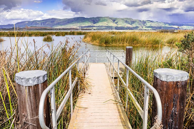 The 7 Best Places and Times to See Bald Eagles in California - A-Z Animals