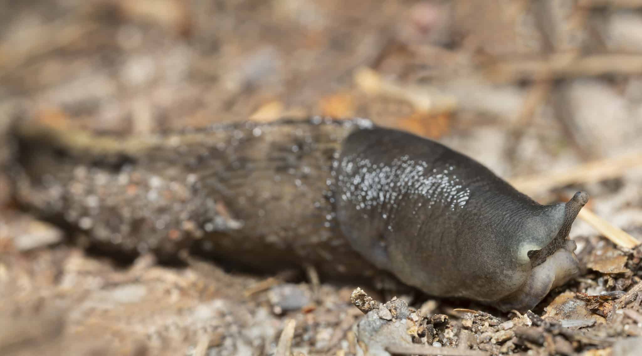 What Do Slugs Eat? - A-Z Animals