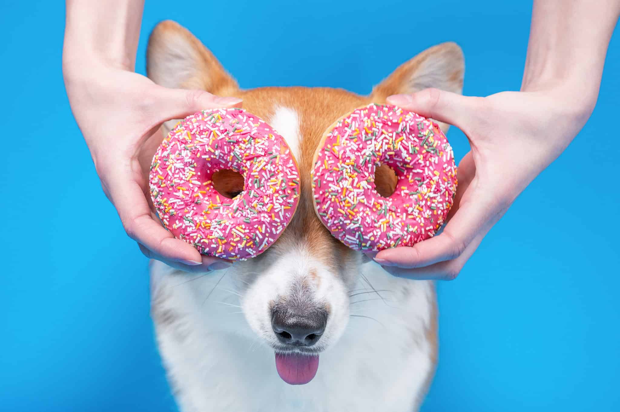 International Corgi Day 2024: Date, Origin, and Ways to Celebrate - A-Z ...