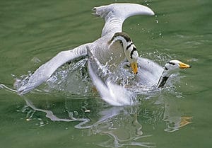 Male vs. Female Goose - A-Z Animals