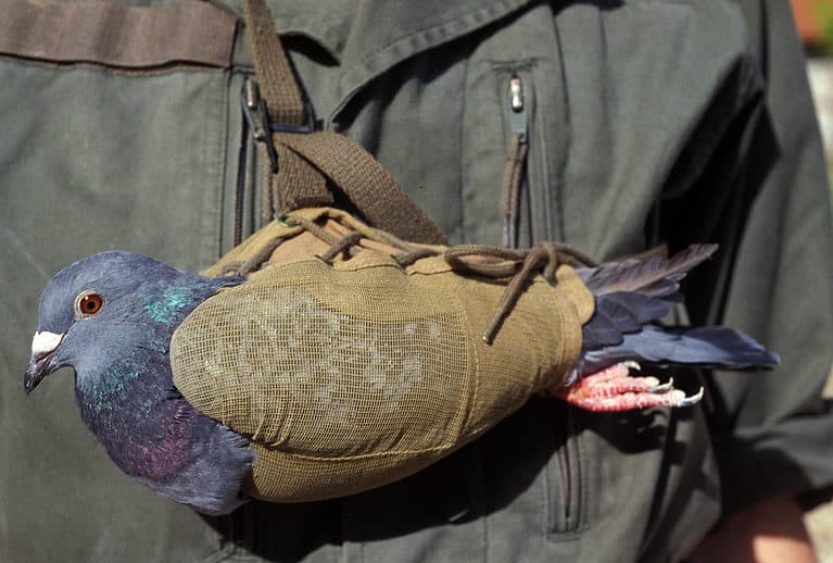 Discover All Types of Messenger Birds - A-Z Animals