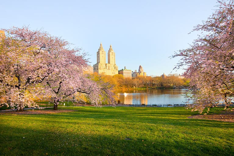 Cherry Blossoms in New York: When They Bloom and Where to See Them - A ...
