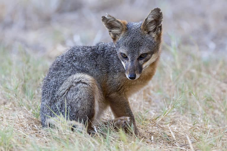 What Colors Can Foxes Be? (With Pictures!) - A-Z Animals