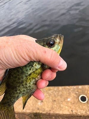 Spotted Bass Animal Facts - Micropterus punctulatus - A-Z Animals
