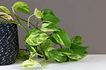 8 Variegated Pothos: Types, Care, And More - AZ Animals