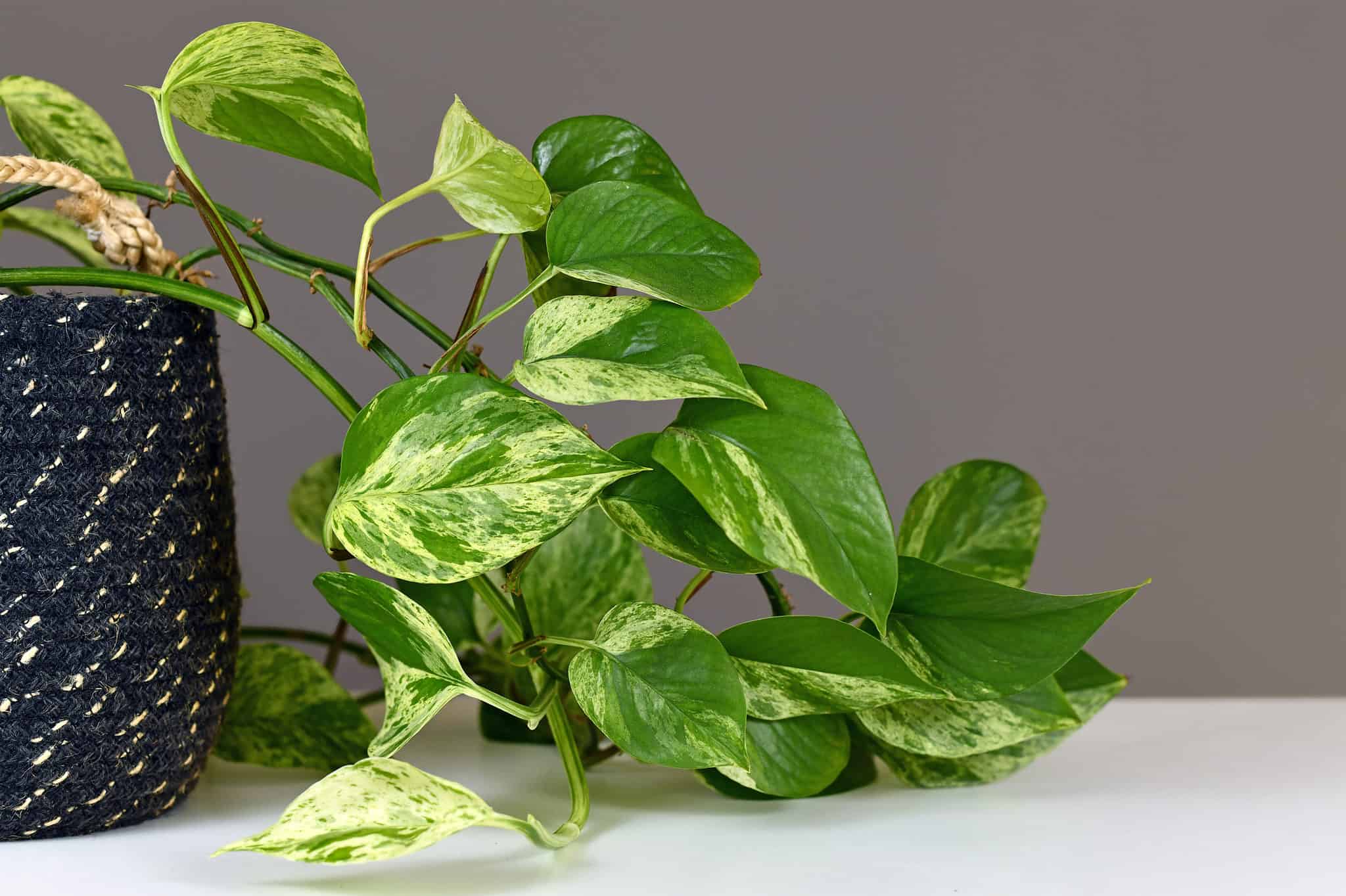 8 Variegated Pothos: Types, Care, And More - A-Z Animals