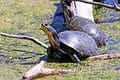 The 12 Turtles of Ohio: See the Rarest to Most Common - A-Z Animals