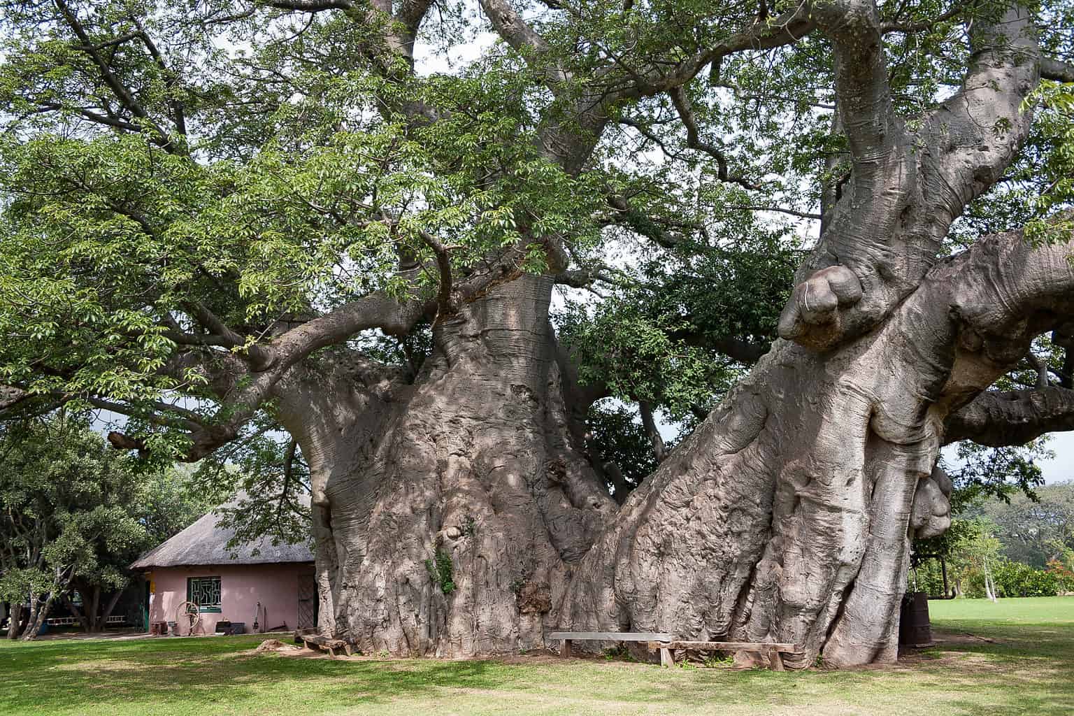 9 Incredible Trees Native to South Africa - A-Z Animals