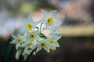 10 Types of Jonquil Daffodils - A-Z Animals