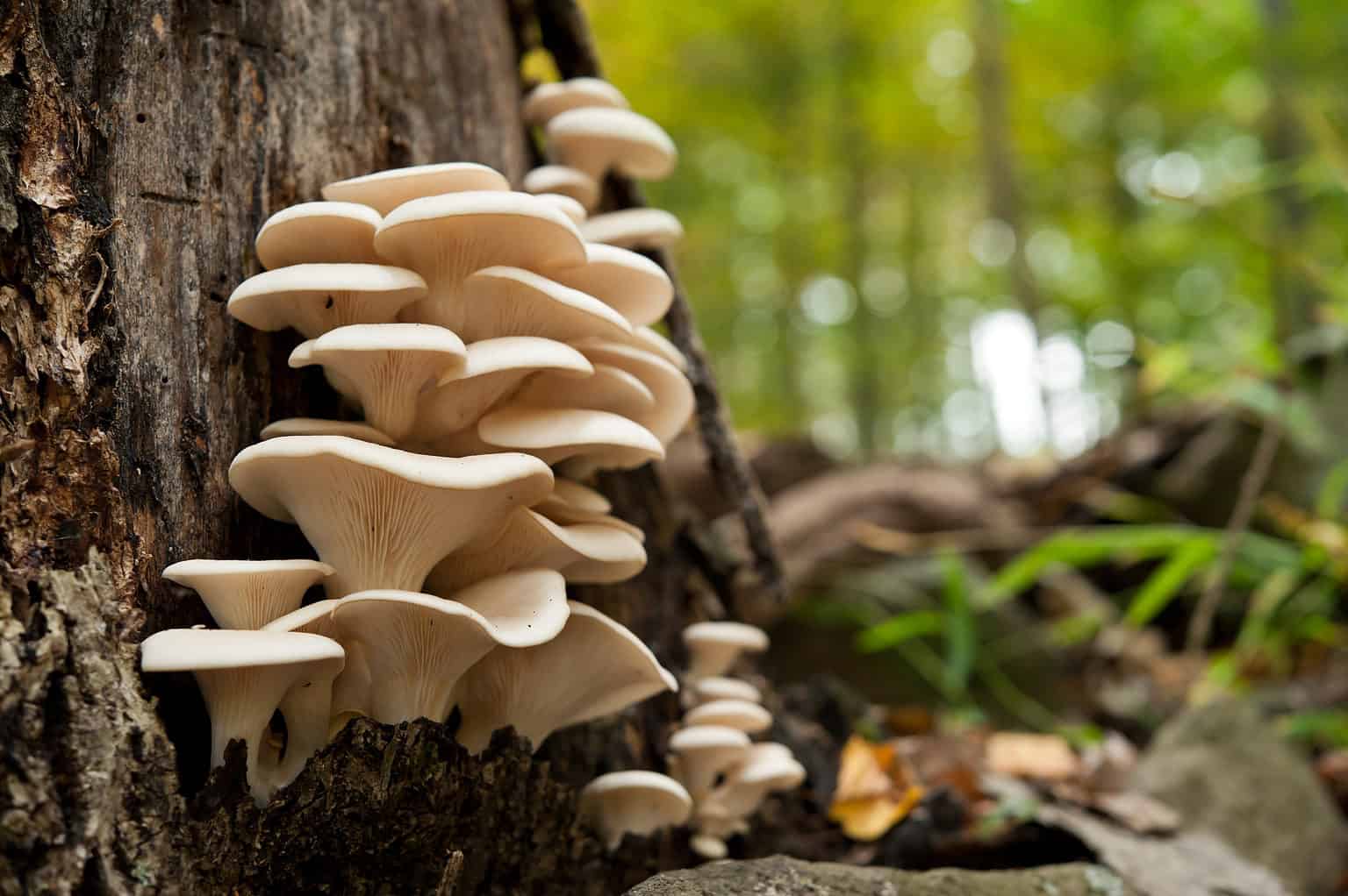 23 Mushrooms that Grow in Clusters - A-Z Animals