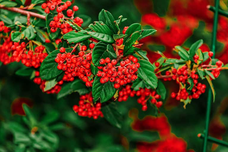 December Birth Flowers: Symbolism and Meaning of Narcissus and Hollies ...