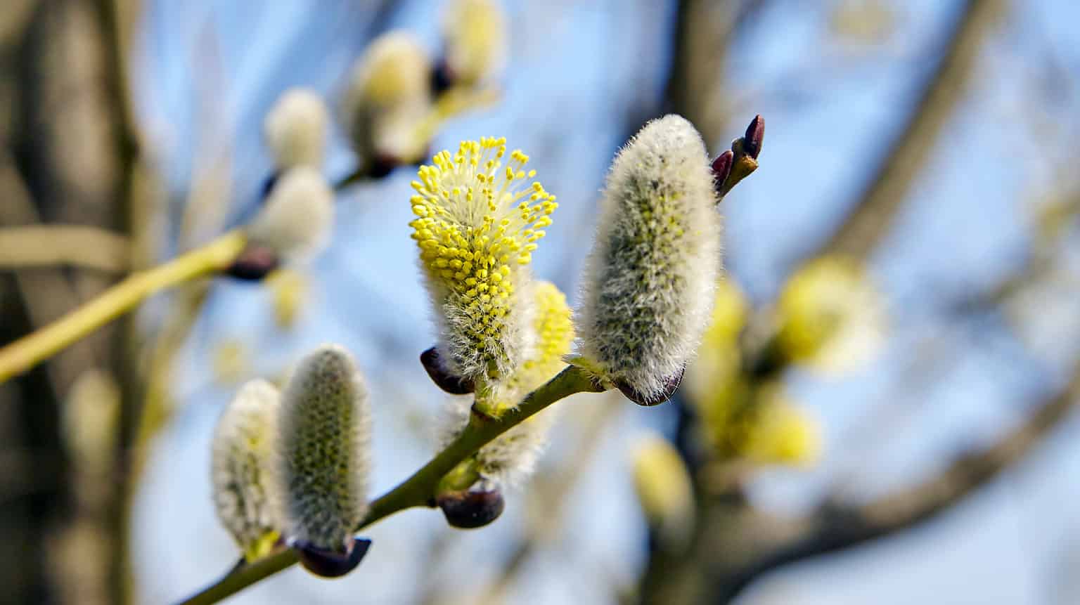 8 Incredible Trees Native to Norway - A-Z Animals