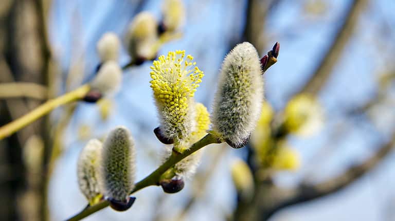 8 Incredible Trees Native to Norway - A-Z Animals