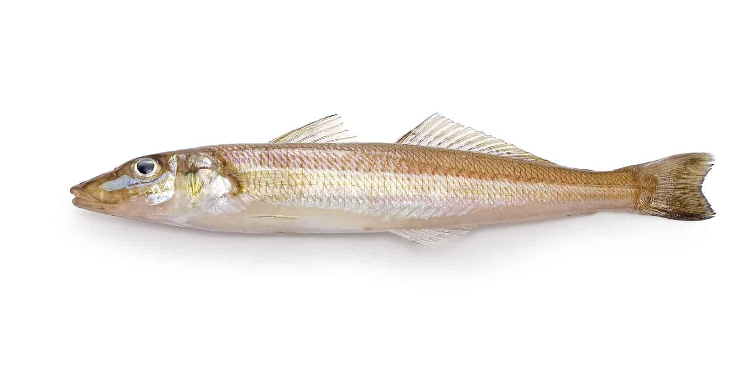 Discover 8 Spectacular Fish Found in China - A-Z Animals