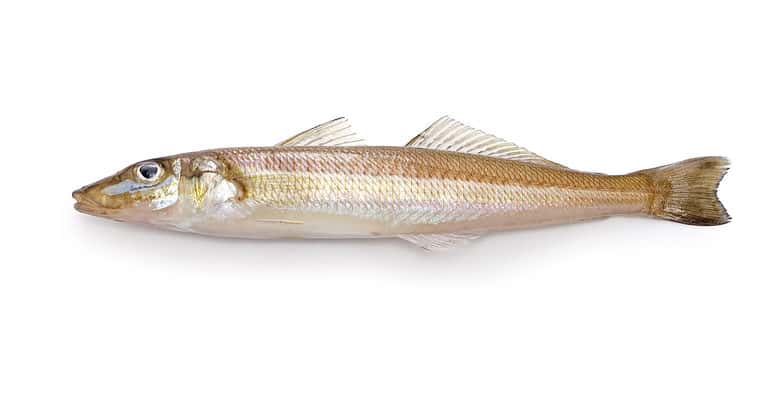 Discover 8 Spectacular Fish Found in China - A-Z Animals