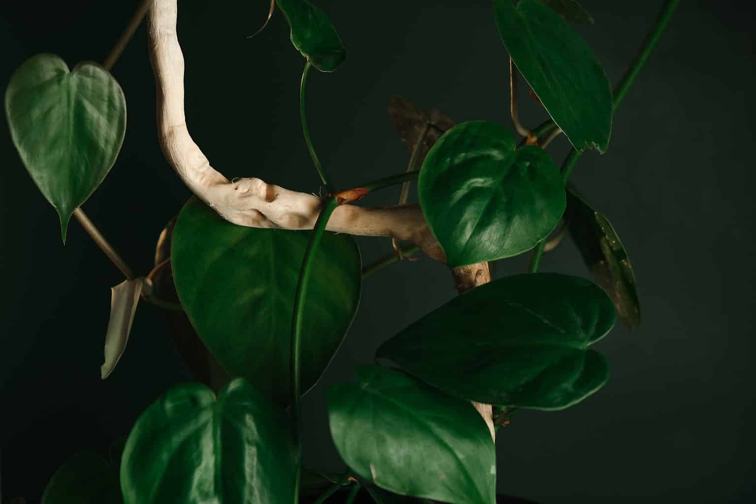 Global Green Pothos - A-Z Animals