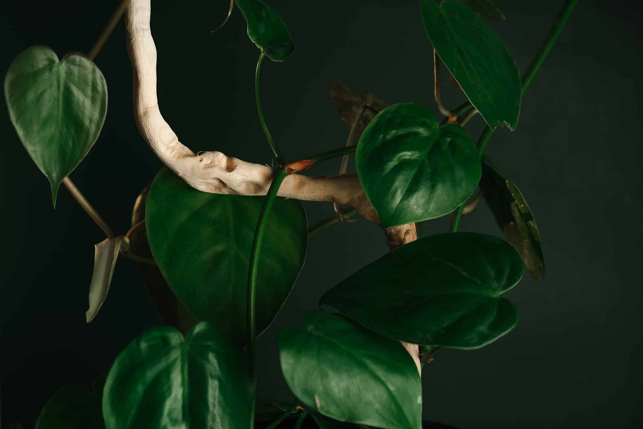 Global Green Pothos - A-Z Animals