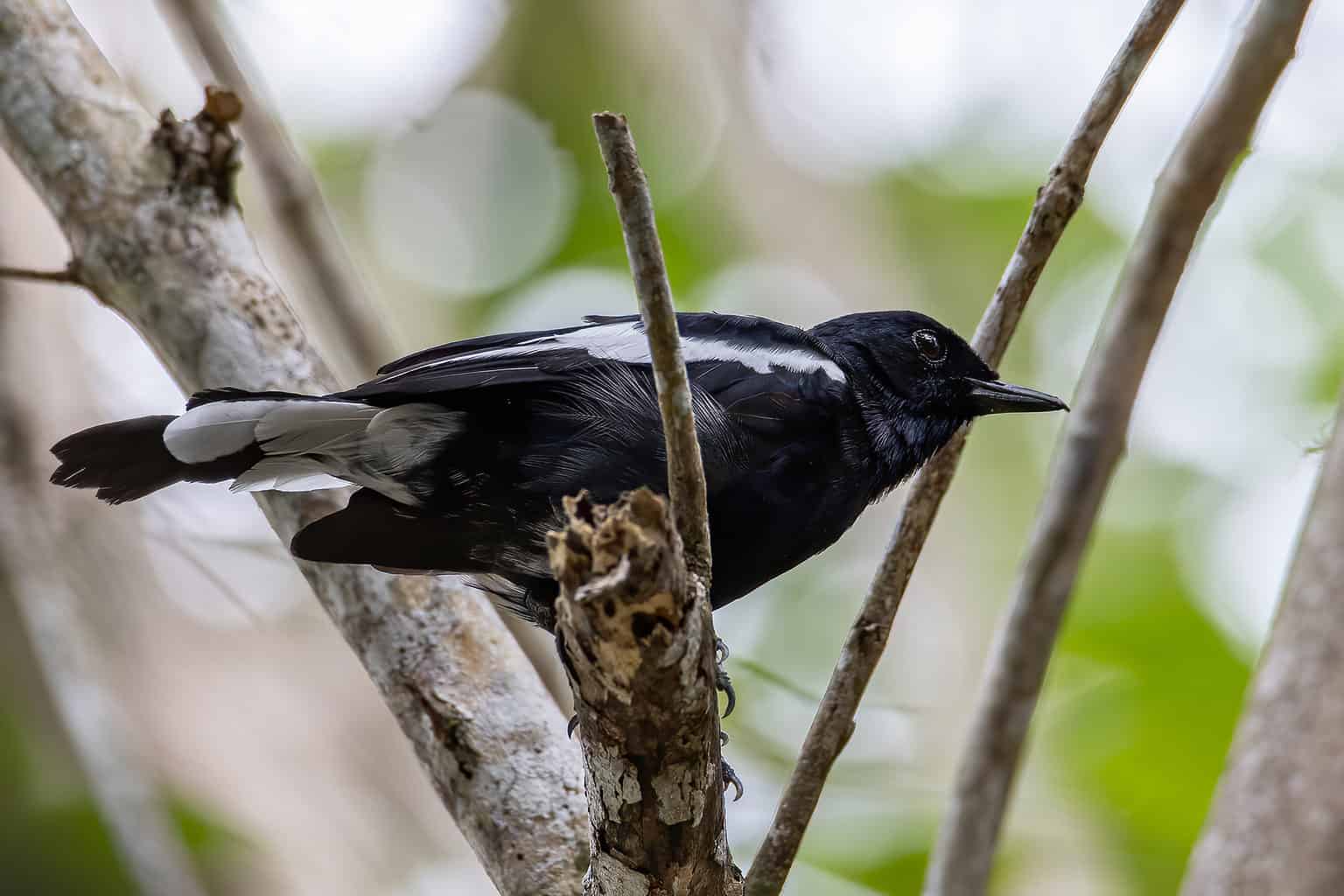 Discover the Magpie Robin: The National Bird of Bangladesh - A-Z Animals