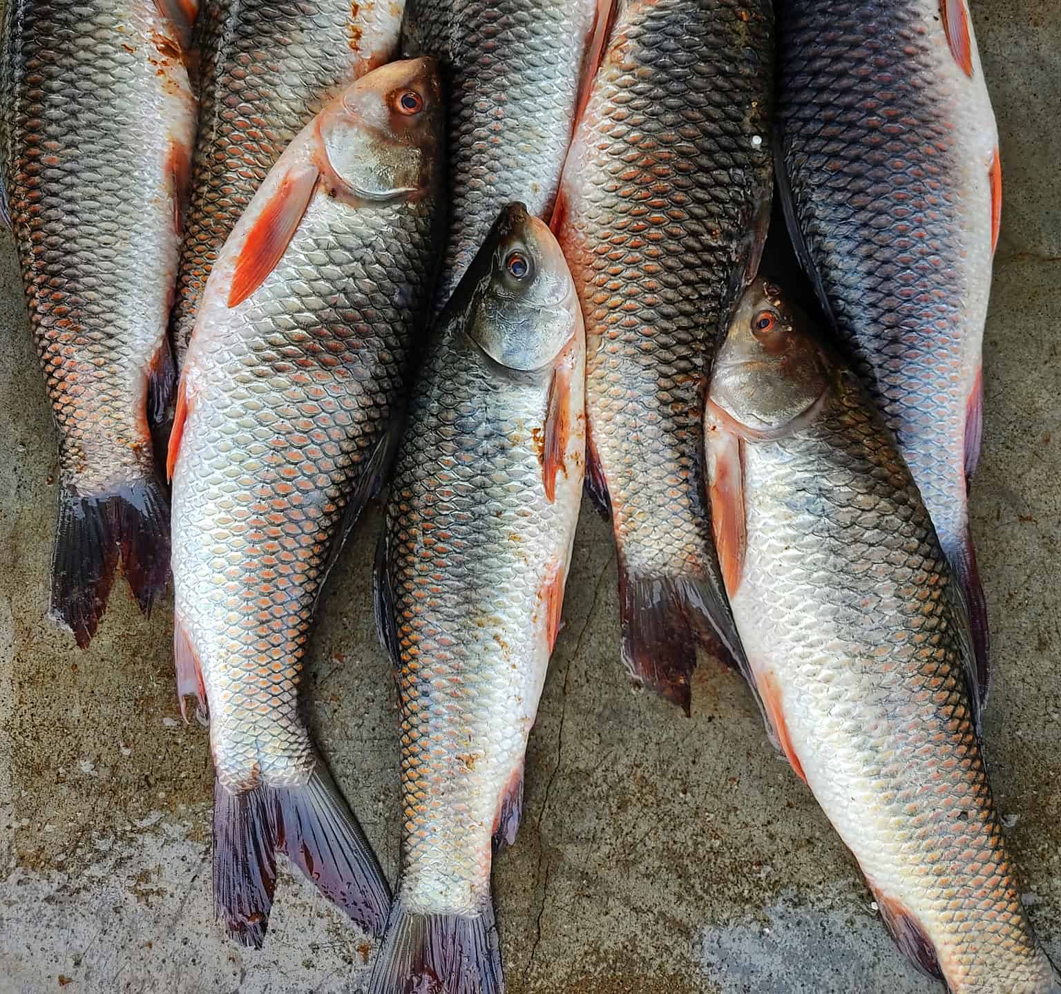 Discover 7 Spectacular Fish Found in Bangladesh - A-Z Animals