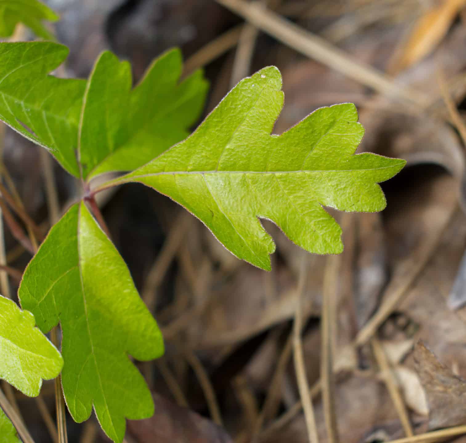 These 6 Poisonous Plants Found in South Carolina Are Very Dangerous - A ...