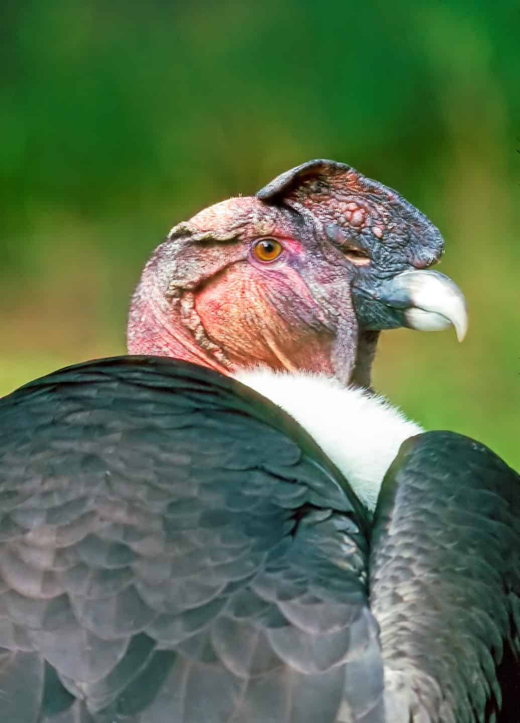 Discover the National Bird of Colombia - A-Z Animals