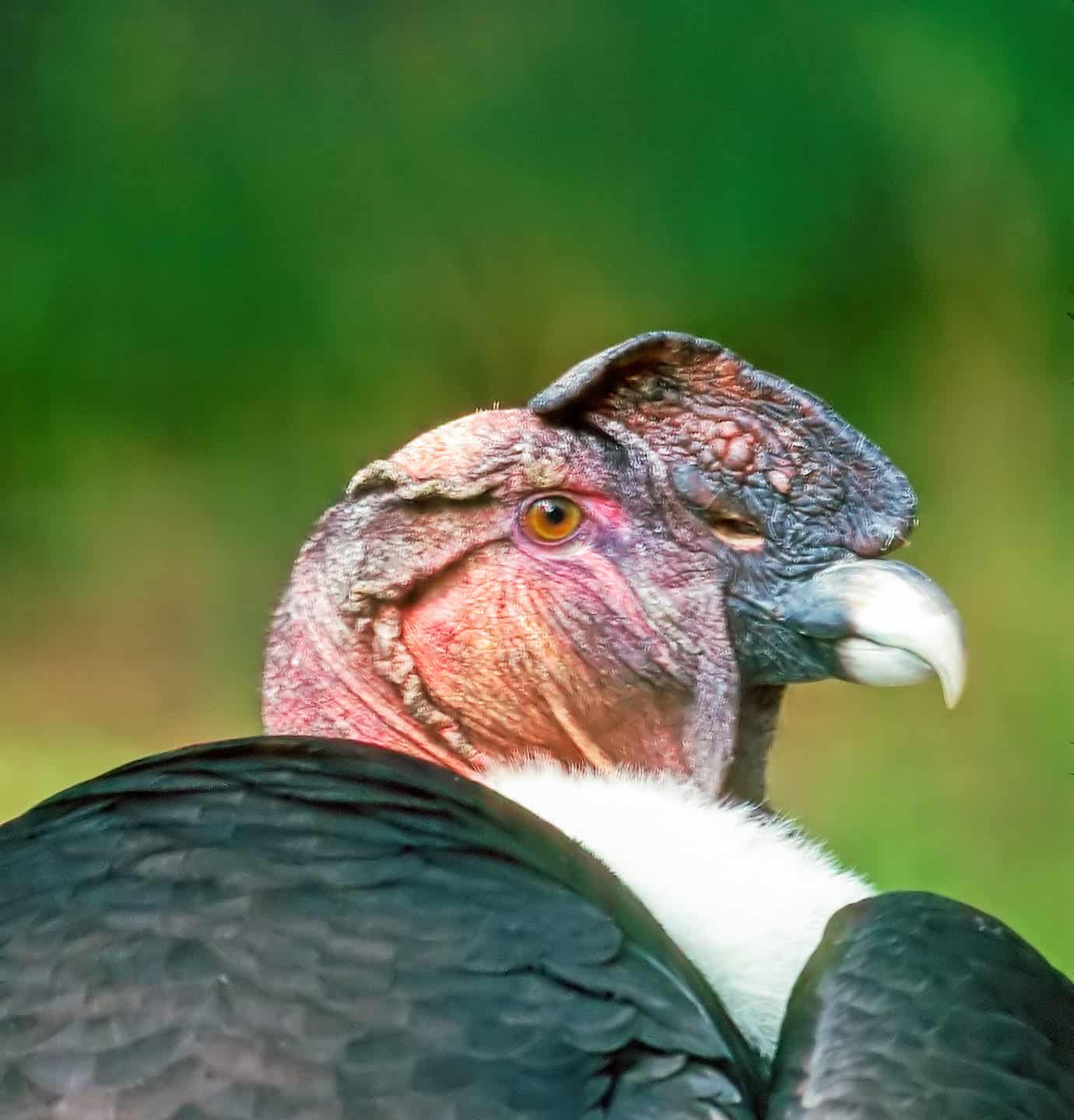 Discover the National Bird of Colombia - A-Z Animals