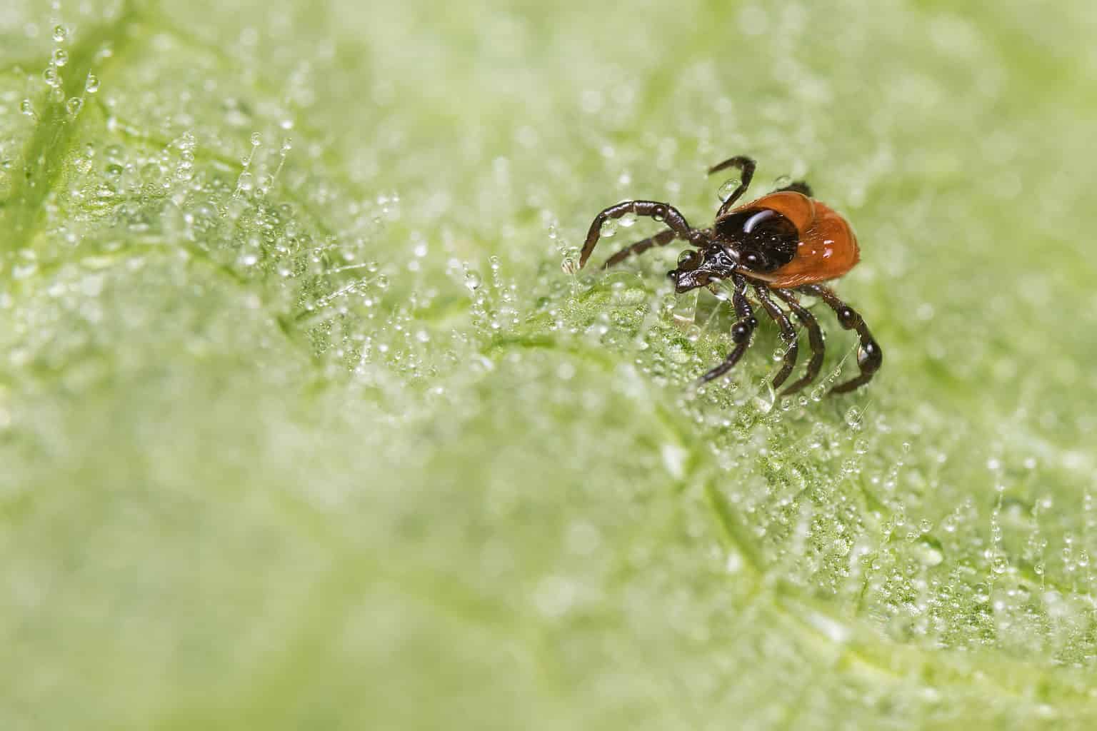 Western Blacklegged Tick Animal Facts - Ixodes pacificus - A-Z Animals