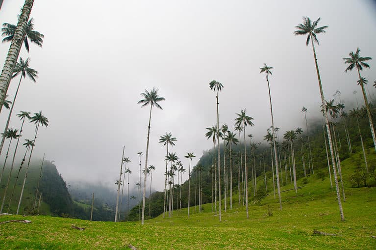 Discover the Tallest Palm Tree in the World (It's NOT in Florida!) - A ...