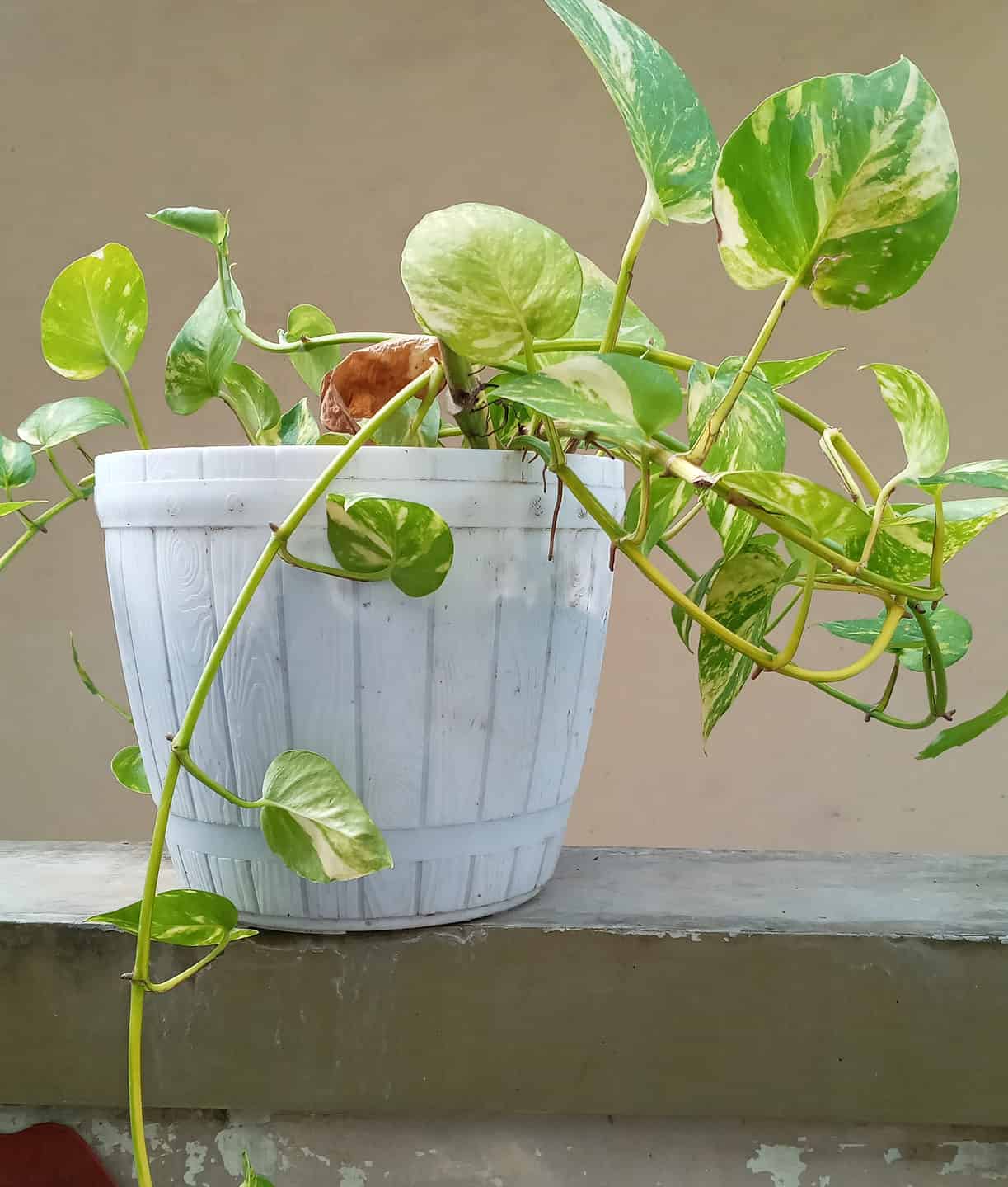 Jessenia Pothos - A-Z Animals