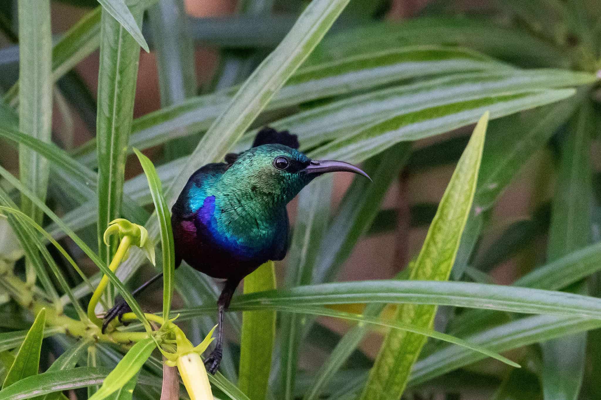 The Hoopoe: National Bird of Israel - A-Z Animals
