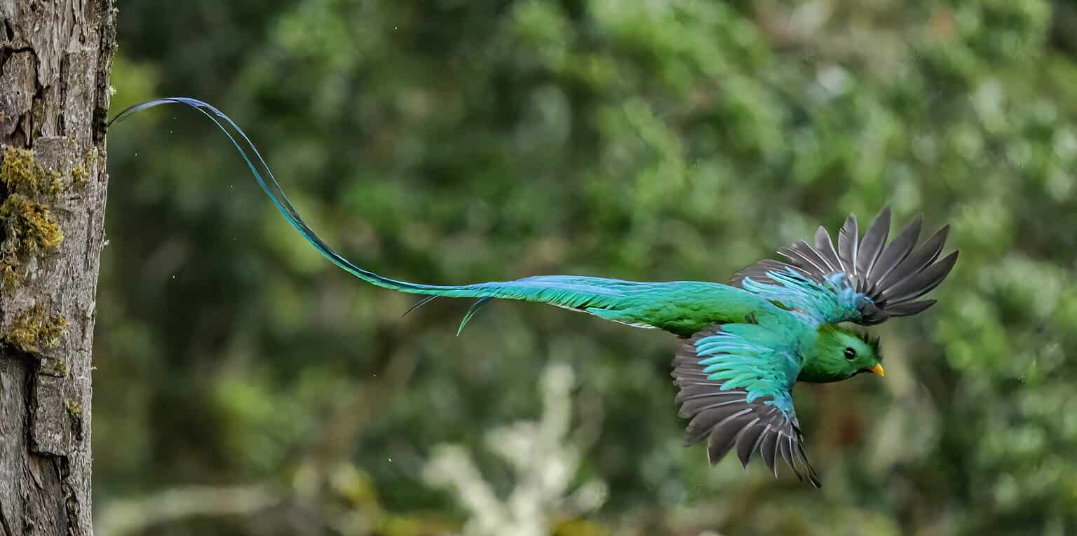 Wildlife in Guatemala - Types of Guatemalan Animals - A-Z Animals