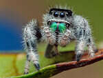 Jumping Spider - A-Z Animals