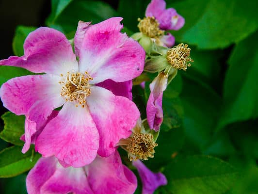 Discover the 4 Roses That Grow Wild in Tennessee - A-Z Animals
