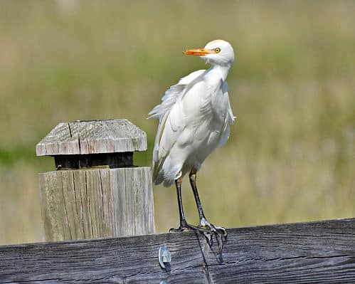 All Types of Wading Birds - A-Z Animals