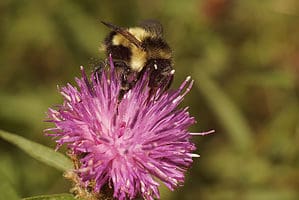 Bee Quiz - What Do You Know About These Fuzzy Insects? - AZ Animals