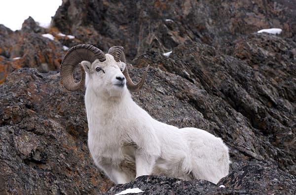 Discover 16 Animals That Roam Atop Alaska's Tallest Mountain - A-Z Animals