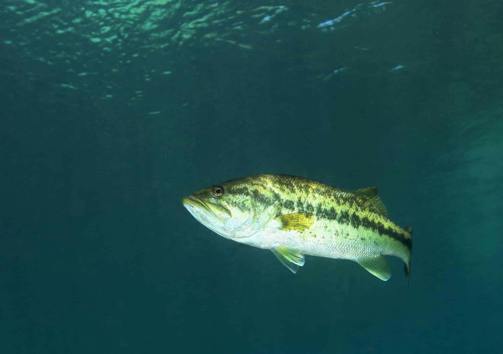 Discover the 10 Official State Animals of Mississippi - A-Z Animals