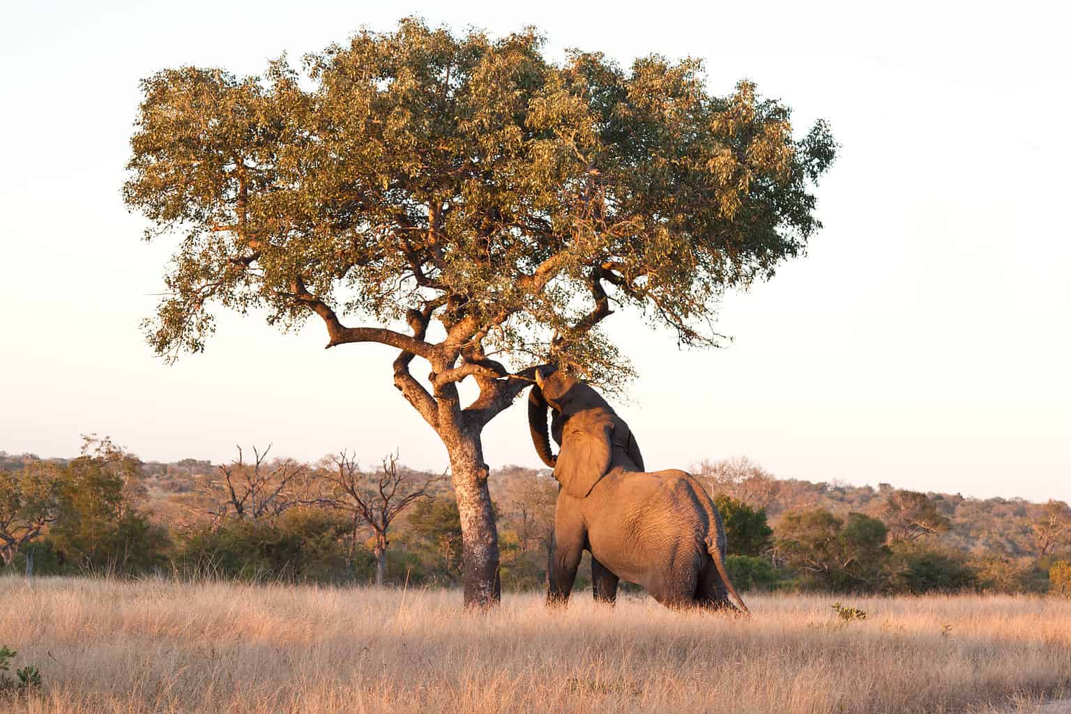 Why Does This Massive Elephant Shake a Tree Until It Falls Over? - A-Z ...