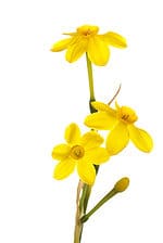 10 Types of Jonquil Daffodils - A-Z Animals