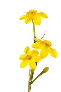 10 Types of Jonquil Daffodils - A-Z Animals