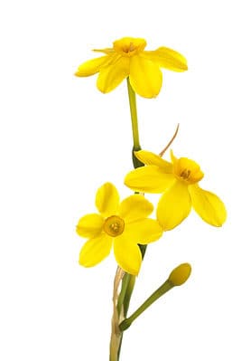10 Types of Jonquil Daffodils - A-Z Animals
