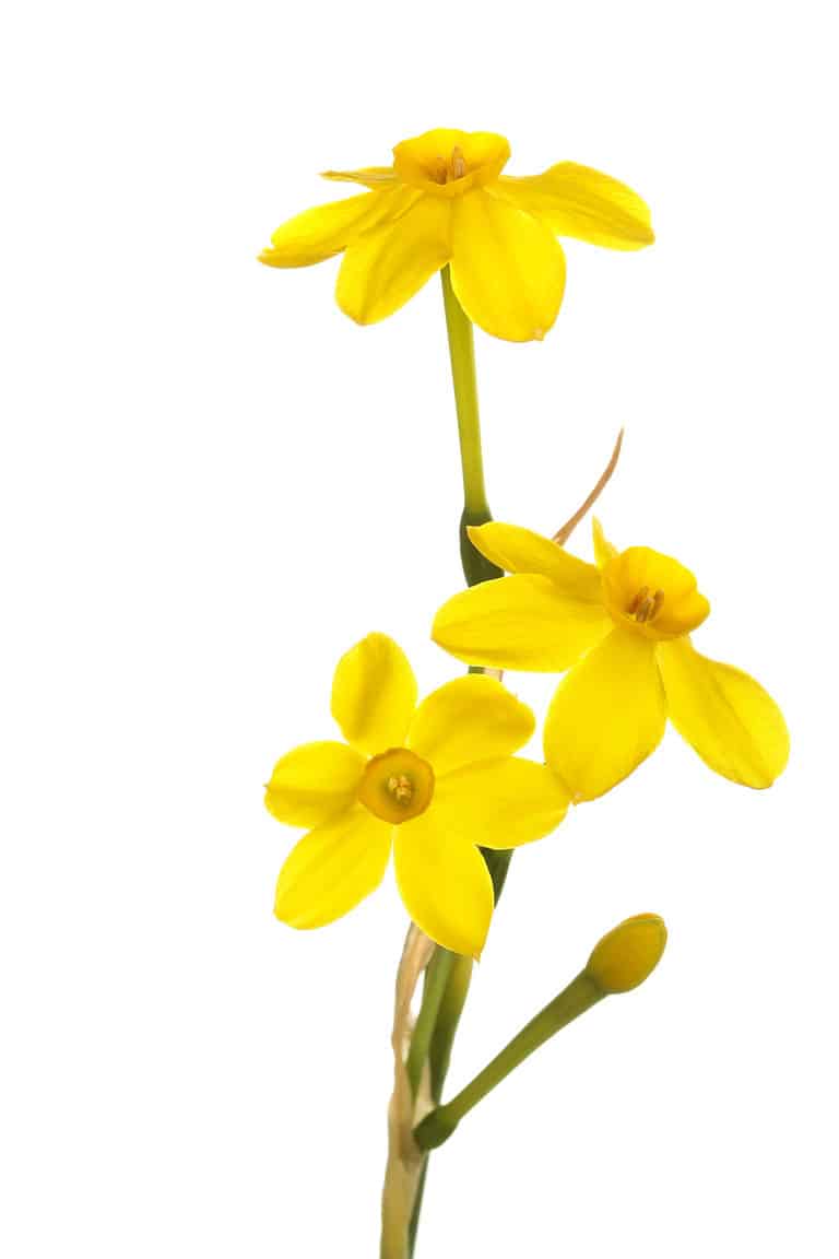10 Types of Jonquil Daffodils - A-Z Animals