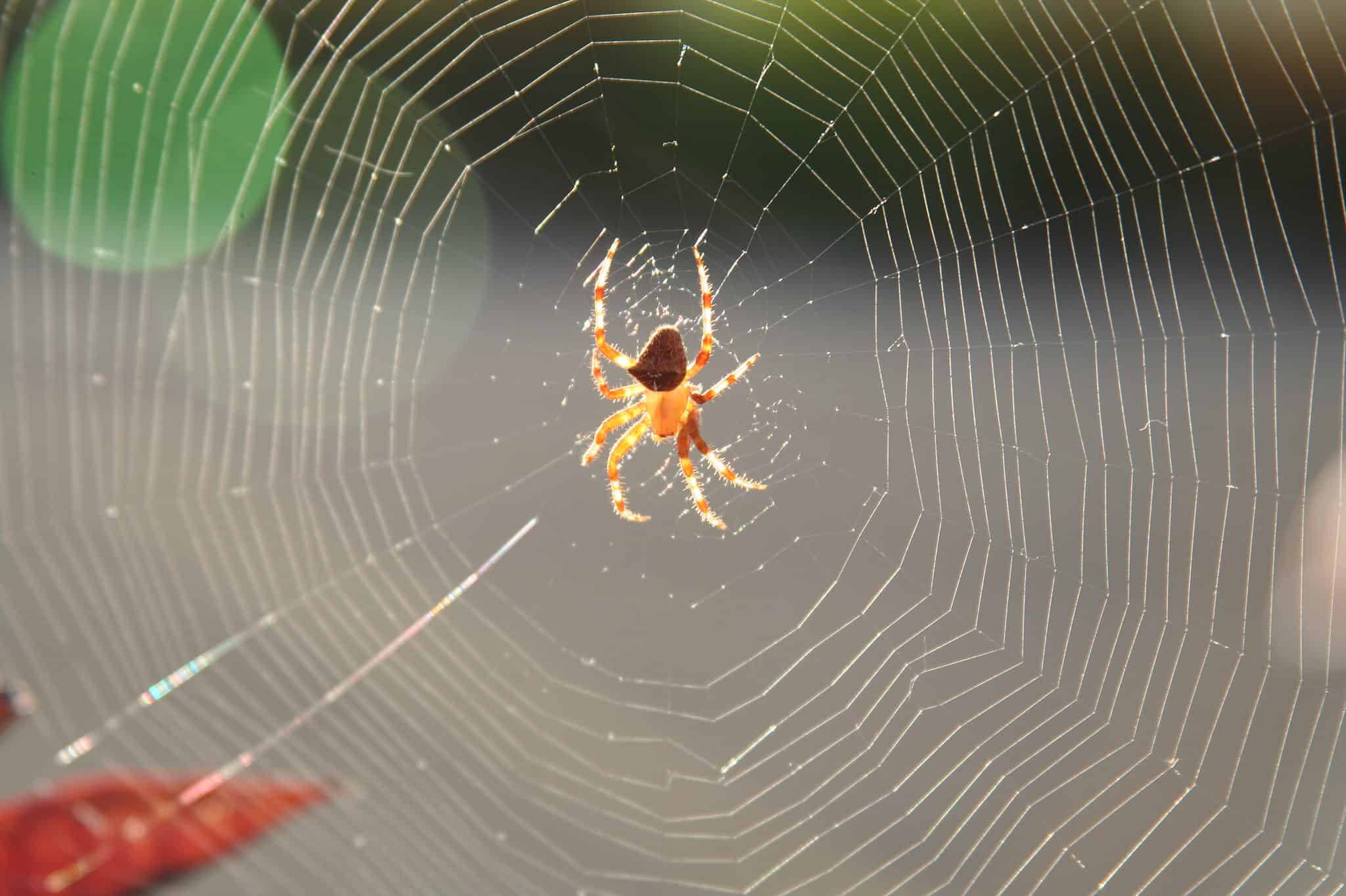 Cat-Faced Spider Animal Facts - Araneus gemmoides - A-Z Animals
